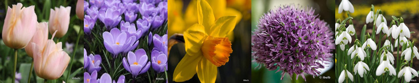 Spring Bulb Planting Tips